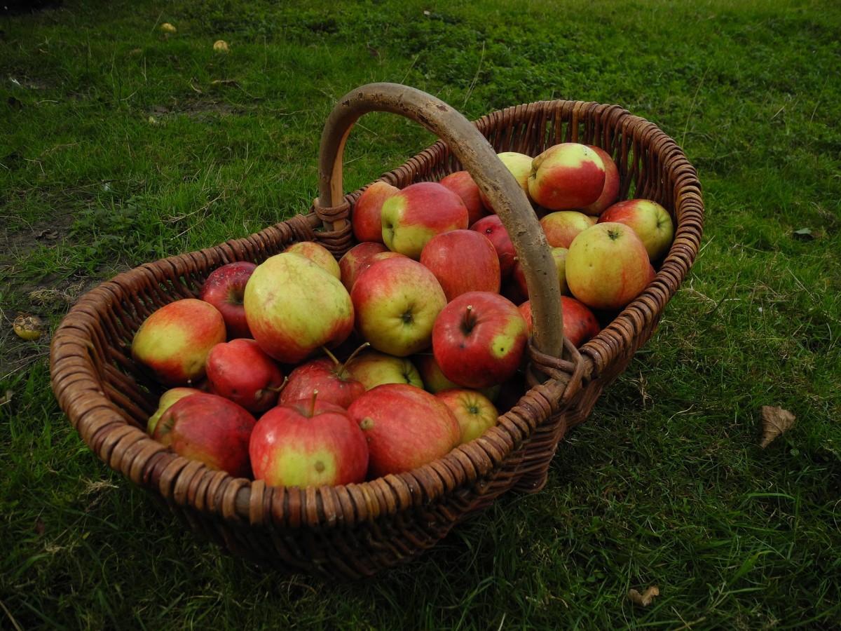125+ All-Time Best Apple Picking Captions and Quotes for Social Media