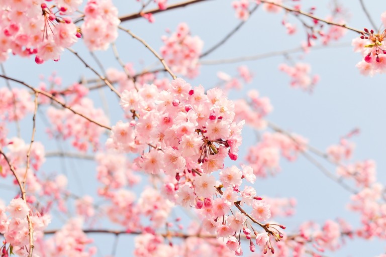 171+ Happy Spring Wishes and New Beginning Quotes (Copy + Paste)
