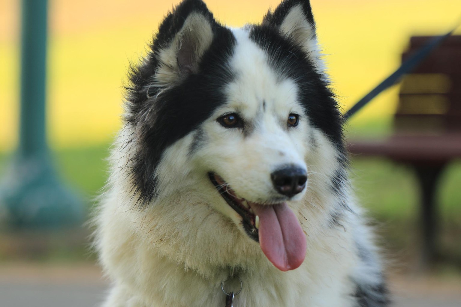 585 Dog Park Name Ideas That Make Tails Wag