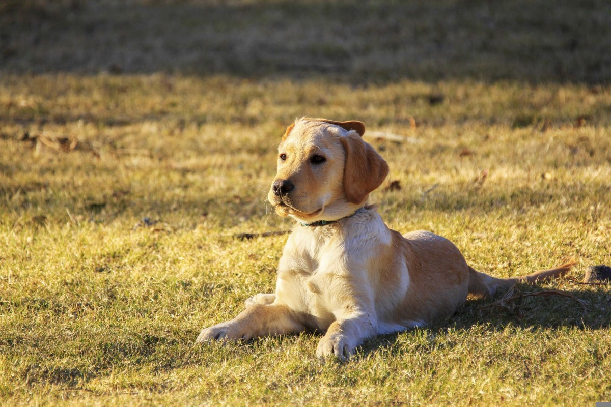 585 Dog Park Name Ideas That Make Tails Wag