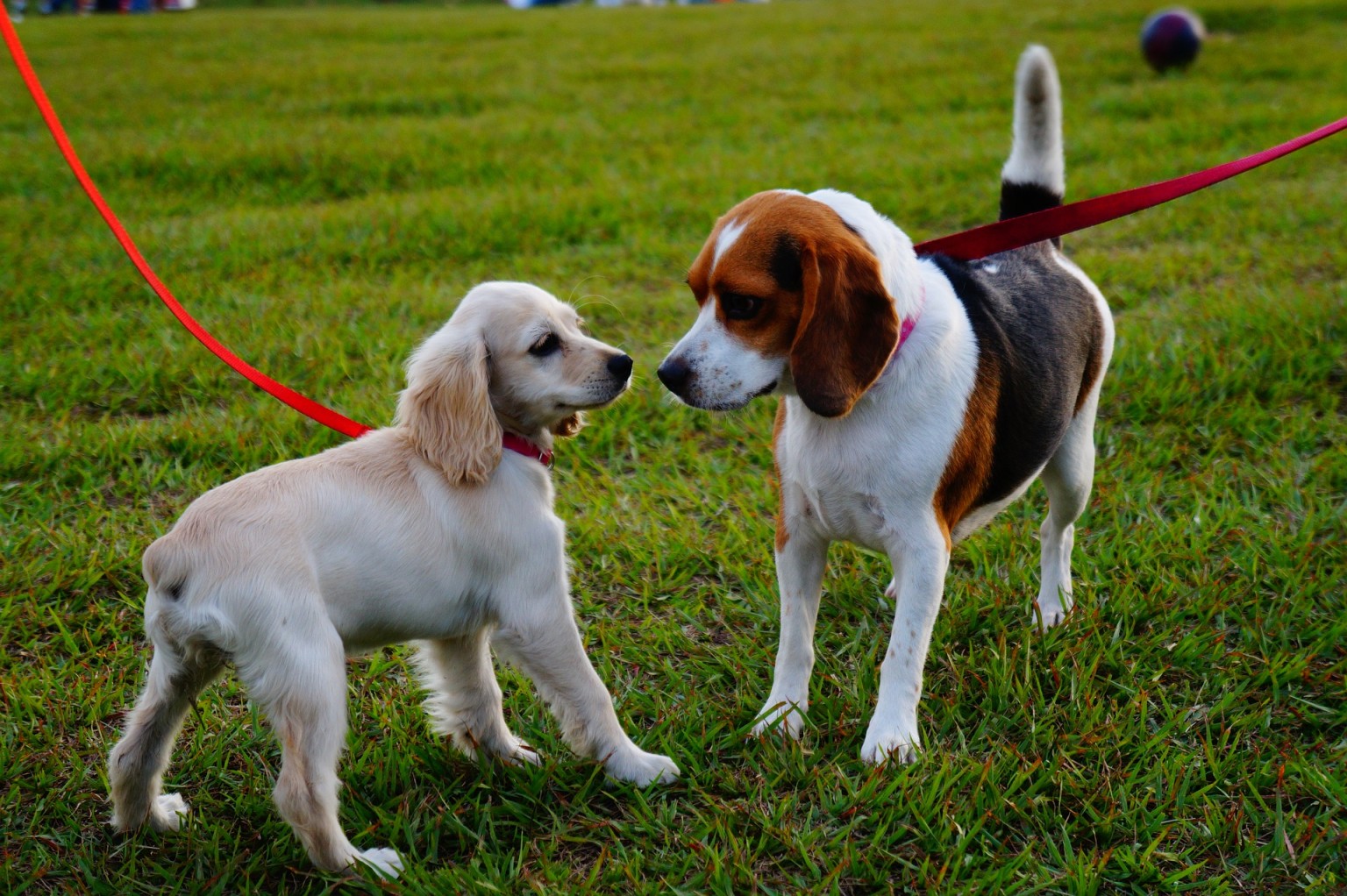 585 Dog Park Name Ideas That Make Tails Wag