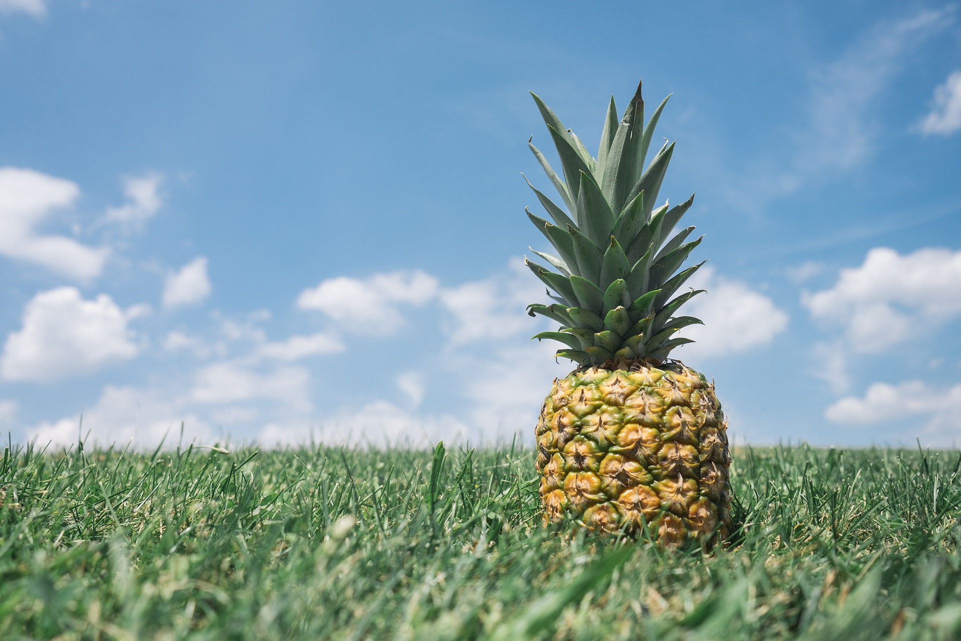 405+ Pineapple Business Names To Inspire Your Next Startup